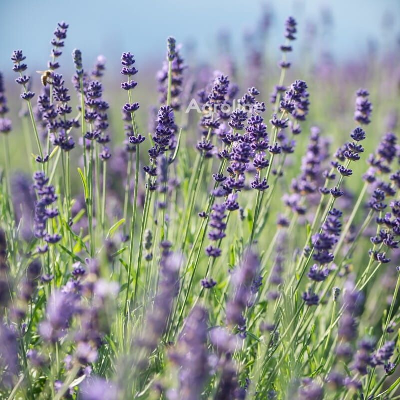 Lavanda „Hidkot plavi soј“ Lavandula angustifolia