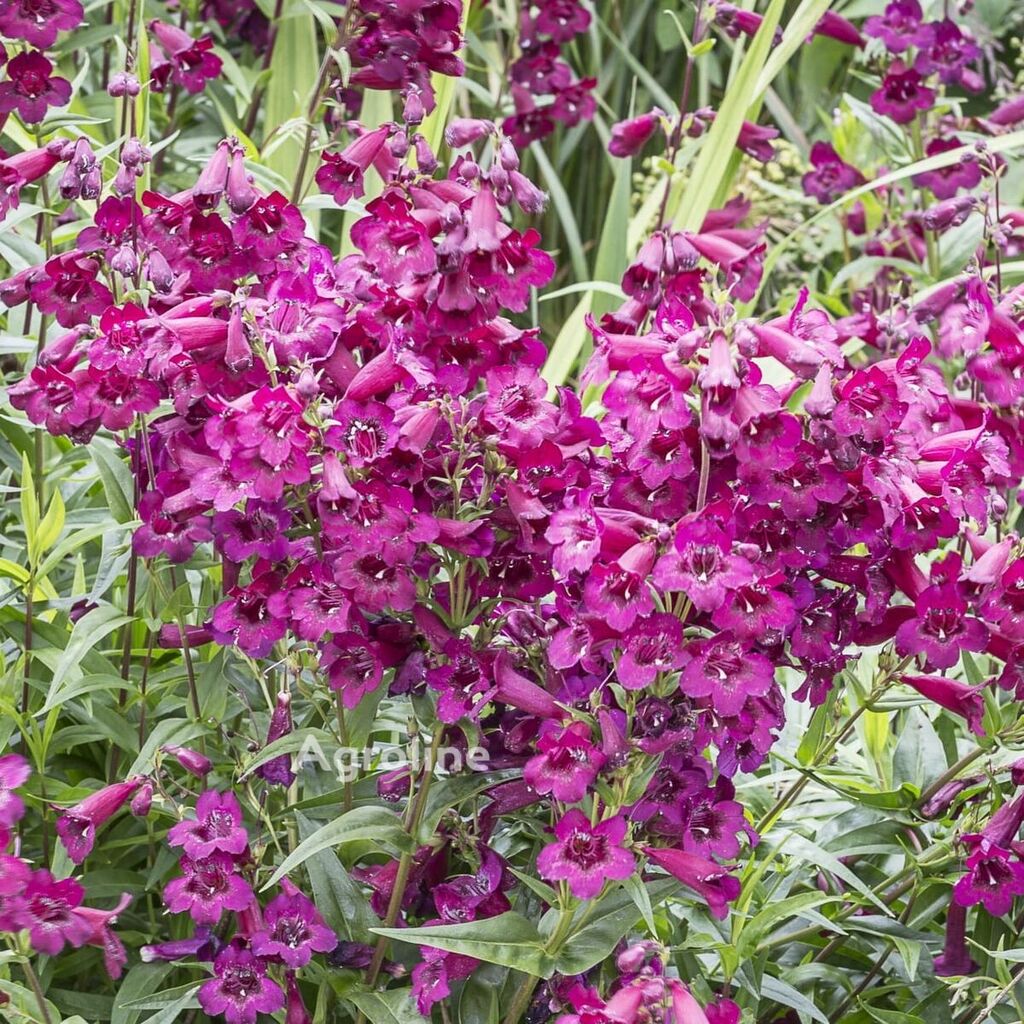 Meksichki penstemon Carllio Red Penstemon x mexicale