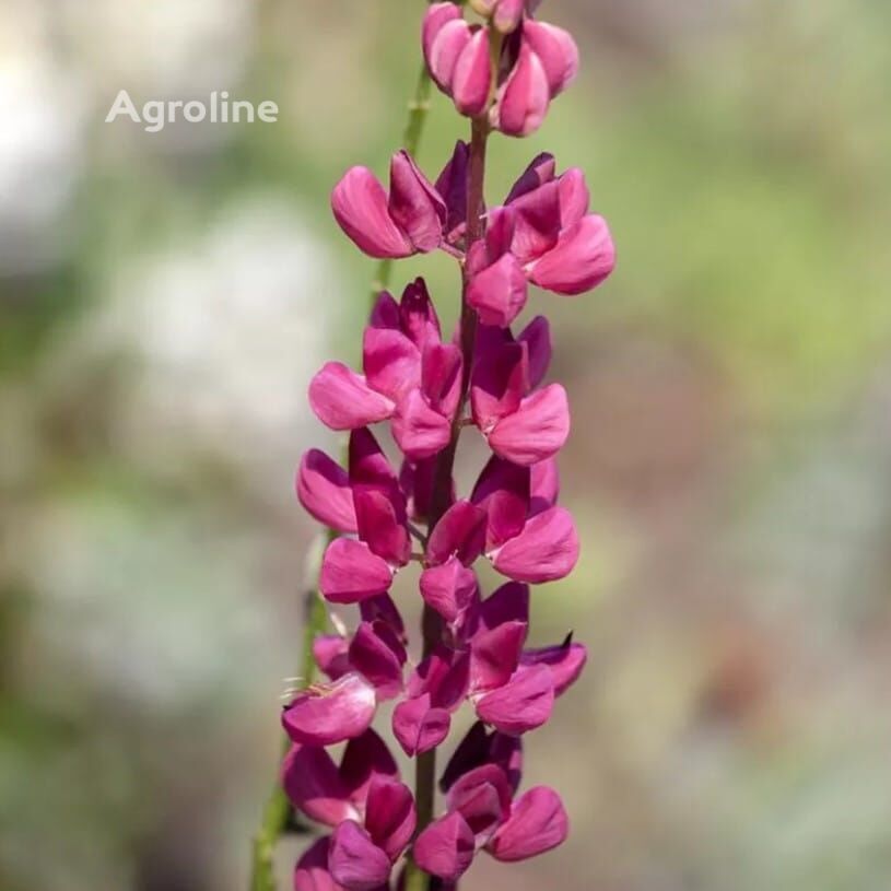 Lupinus polifilus, legendarne tsrvene niјanse