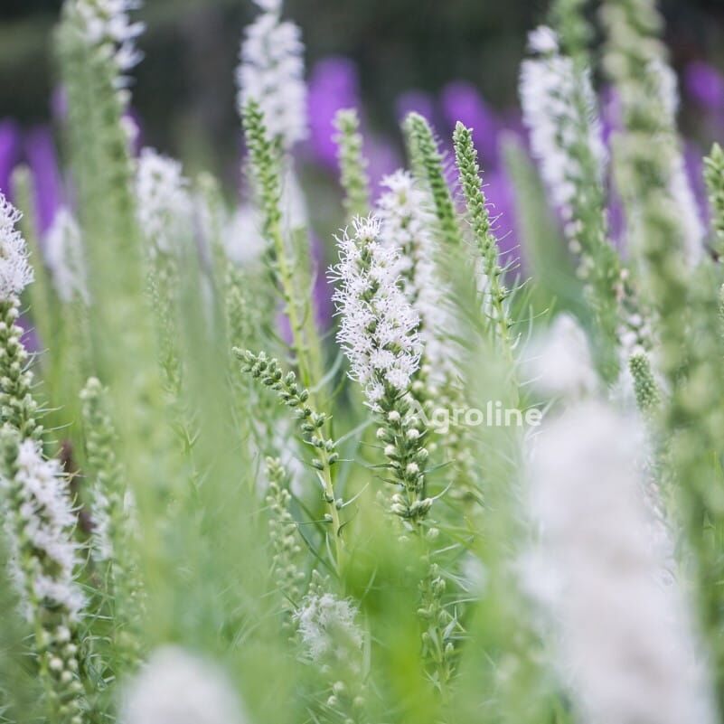 Floristan Vhite Liatris spitsata