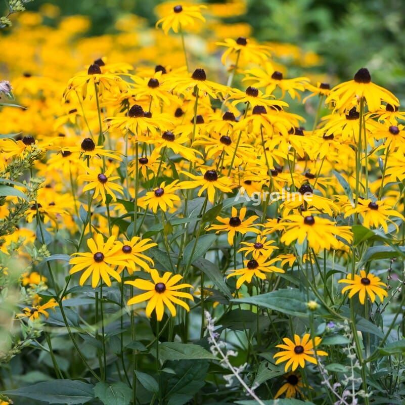 Rudbetskia var. Sullivantii Goldstrum