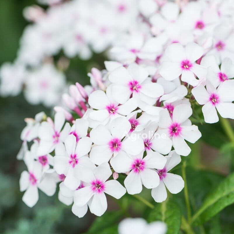Plomik / Floks Vehovati Chuveni beli floks sa ochima