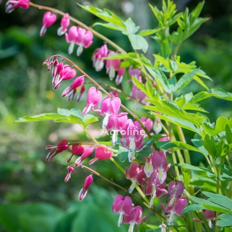 Spektakularna srtsa Ditsentra spetstabilis