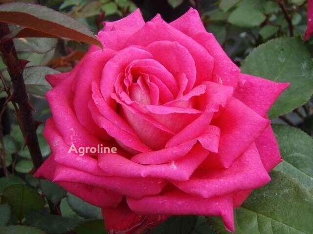 Akapela® Roze