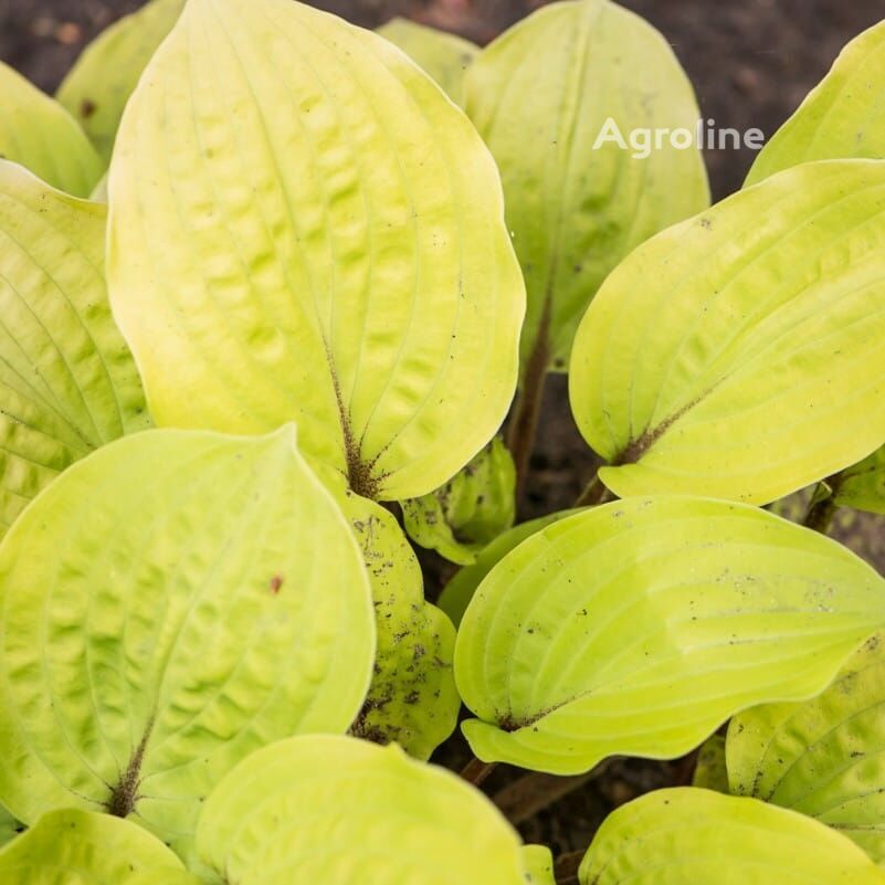 Hosta sa Vatrenog ostrva