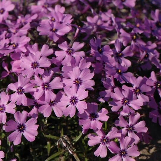 Floks - Plomik Shydlasti Purpurna lepota Floks subulata