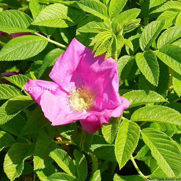 Rosa Rugosa Skabrosa