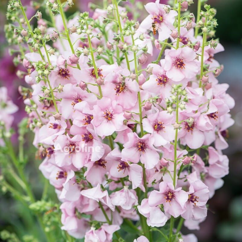 Garden Mullein Rosie Verbastsum