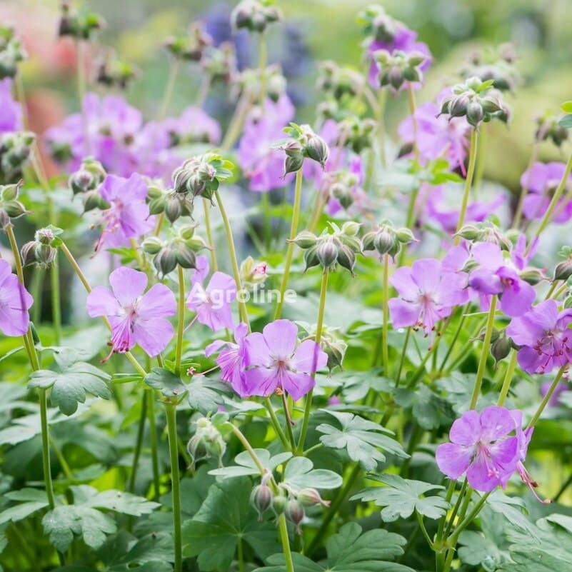 Boџishek Himalaјski Geranium himalaјense 'Kembriџ'