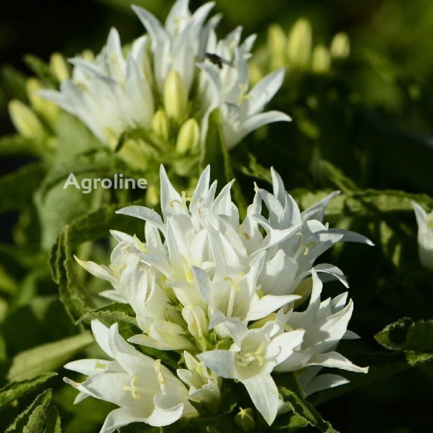 Kampanula glomerata alba