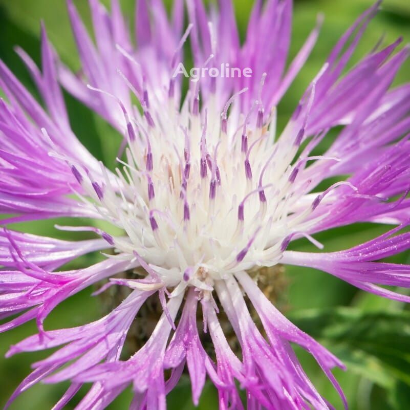 Kukuruza Centaurea Dealbata