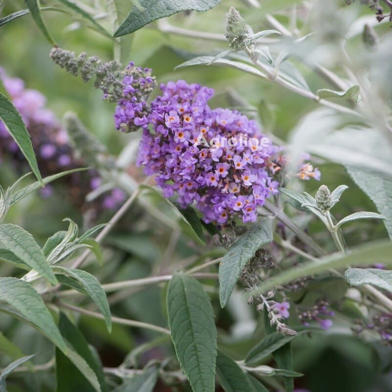 Buddleјa davidii 'Lavanda Tsuptsake'