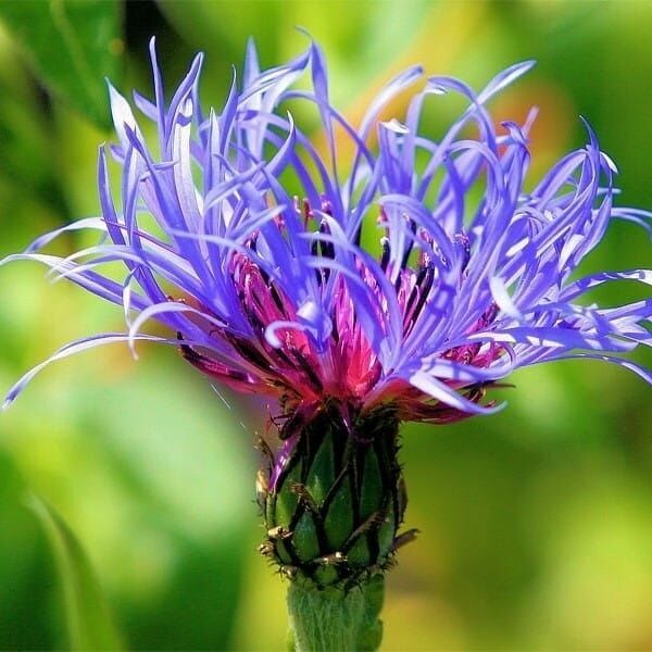 Planinski kukuruz Centaurea Montana