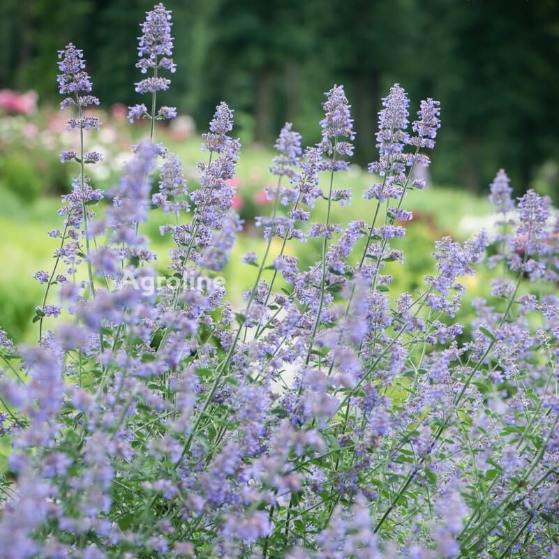 Faasena machјa trava Nepeta faassenii 'Sik Hill's Giant'