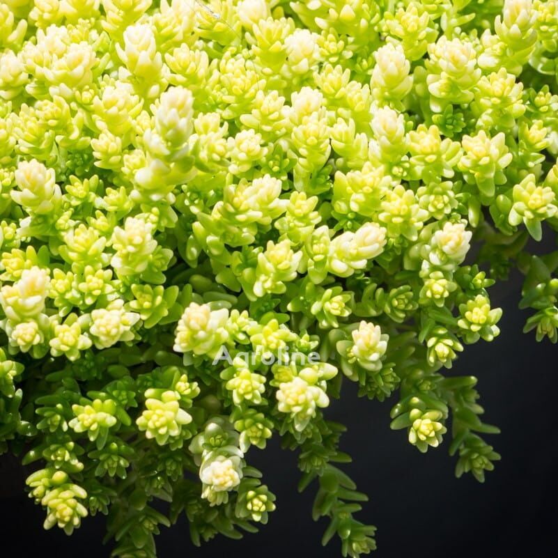 Sedum akre 'Aurea'
