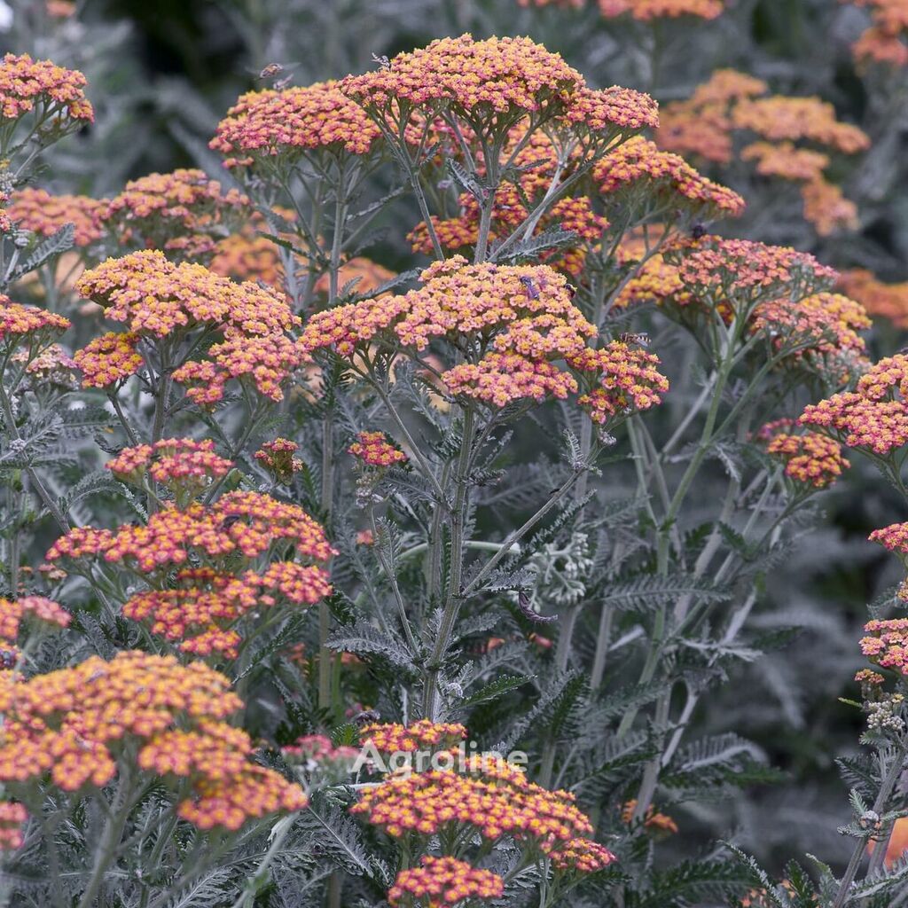 Haјduchka trava 'Summer Fruits Salmon' Achillea millefolium