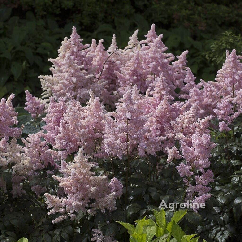 Tavushka Arendsa 'Anita Faјfer' Astilba k Arendsi