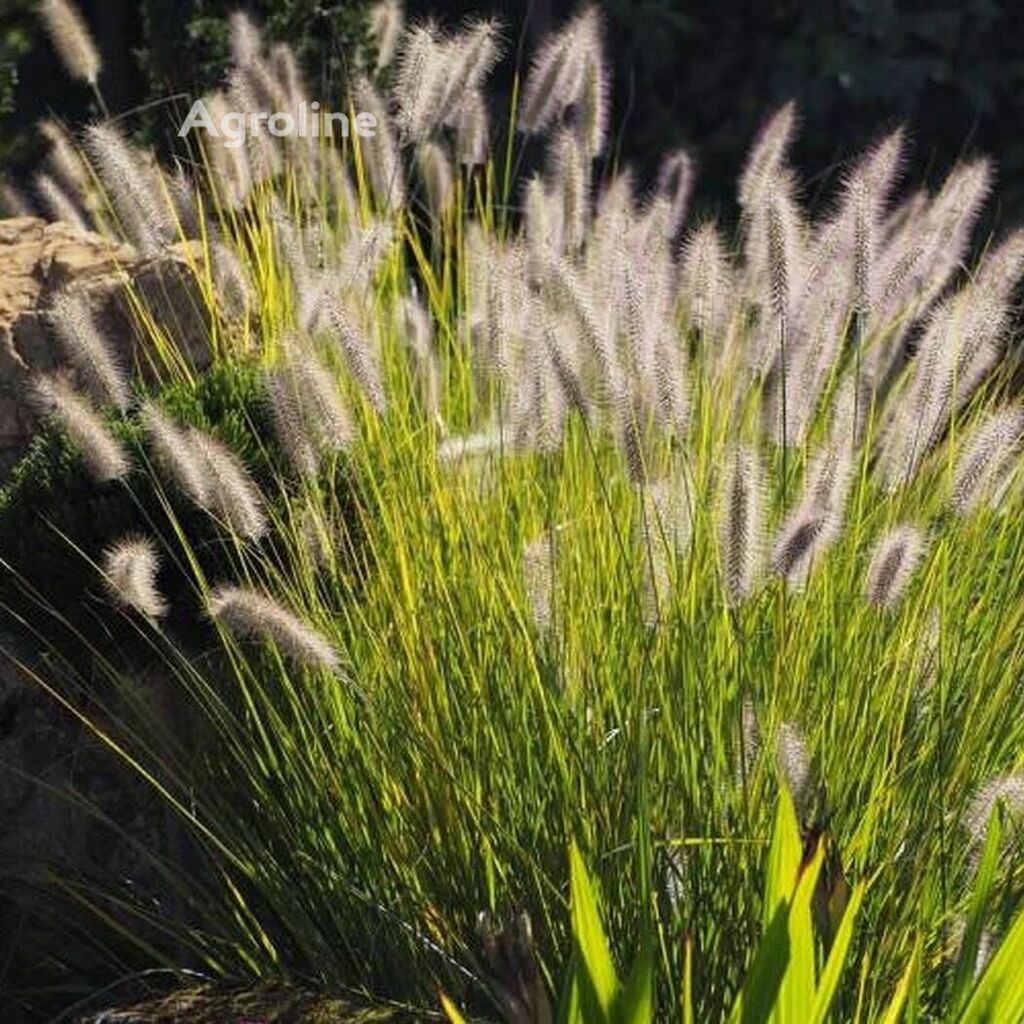 Pennisetum alopecuroides "Ponovo roђen"