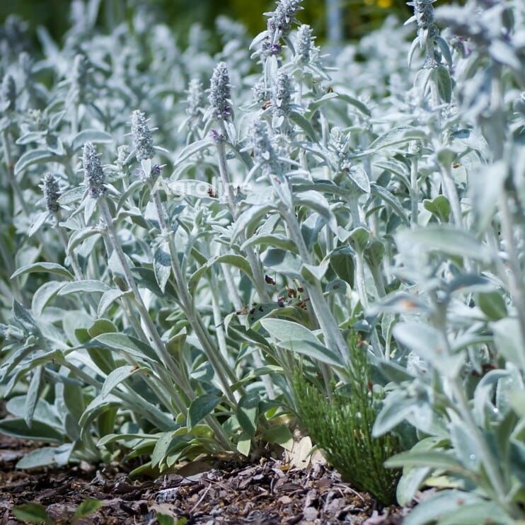 Vuneni stahis Stachys byzantina