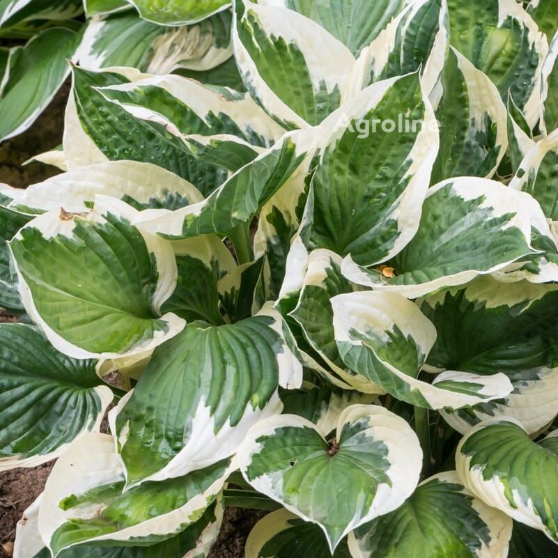Minitmen Hosta