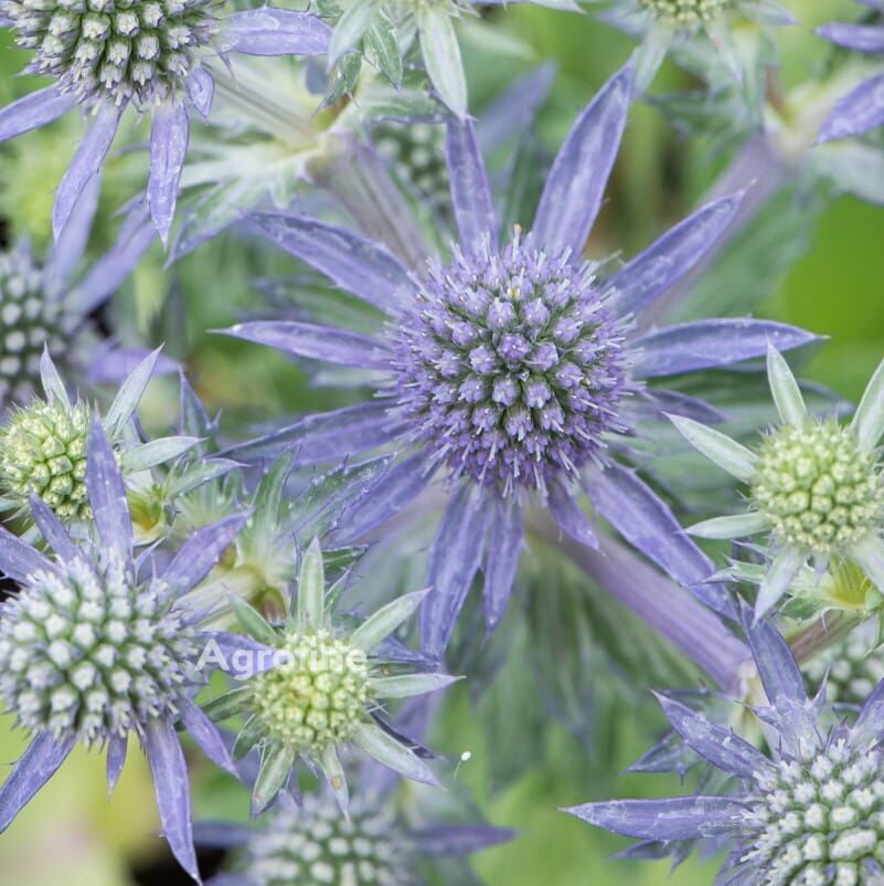 Plavi hobit (Eryngium planum)