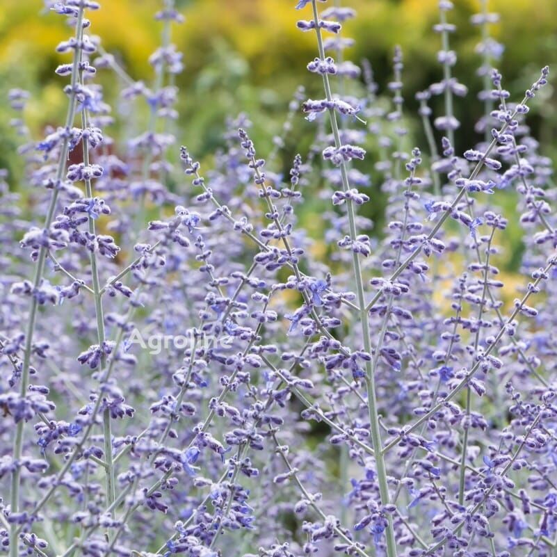 Perovskiјa lobodolistna Plavi shpiљ Perovskiјa atriplitsifoliјa