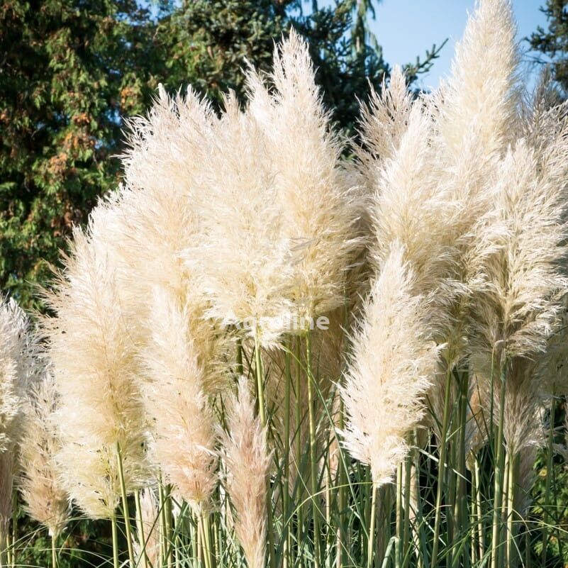 Pampas trava Cortaderia selloana 'White Feather'