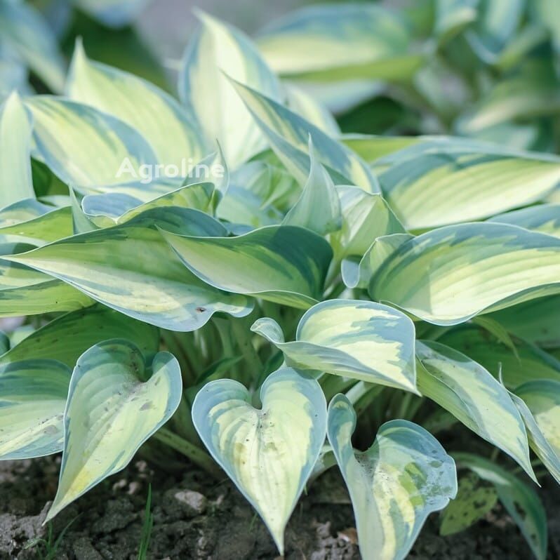 Bashtenska hosta Џun Hosta