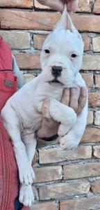 DOGO ARGENTINO STENCI