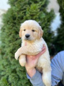 ZLATNI RETRIVER STENCI