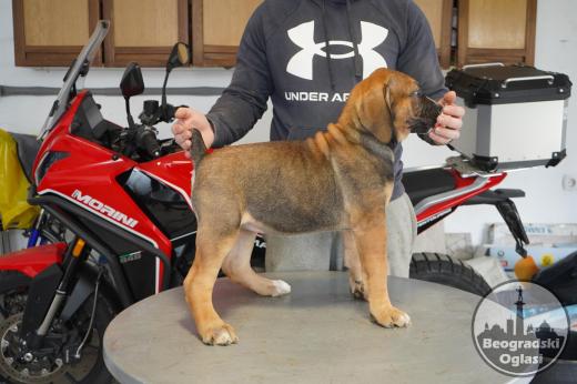 Južnoafrički mastif - Boerboel štenci