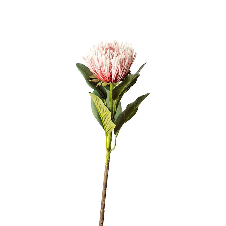 PROTEA 65 cm