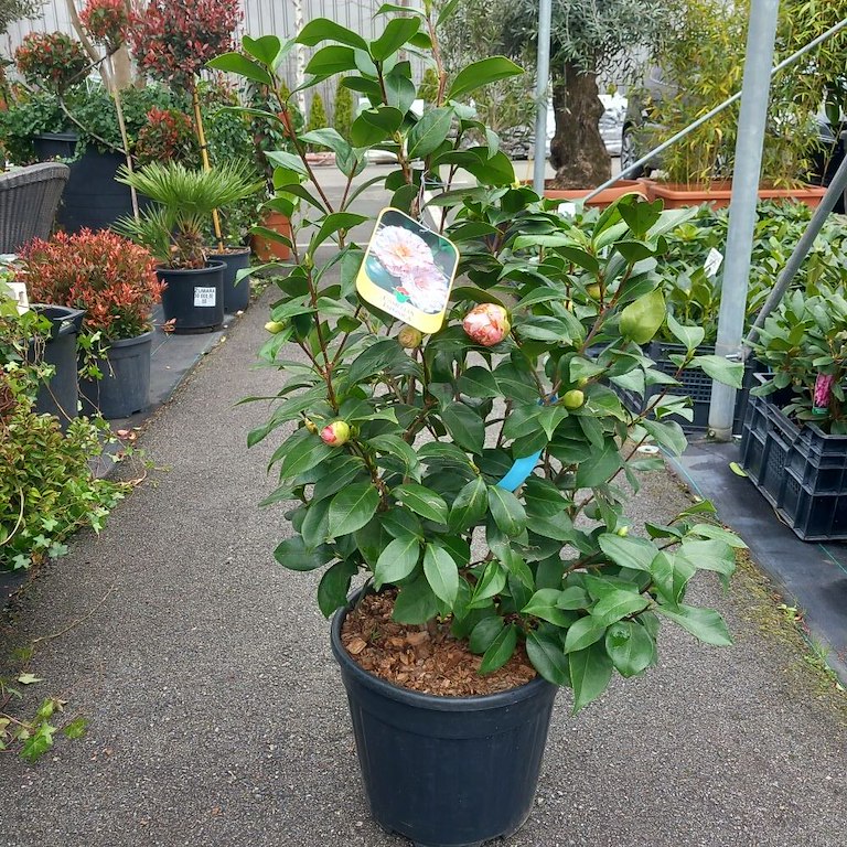 Camellia japonica 70-80 cm