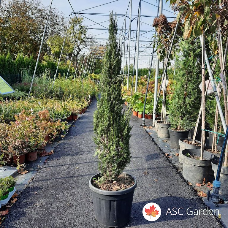 Cupressus sempervirens ‘Totem’ 60-70 cm