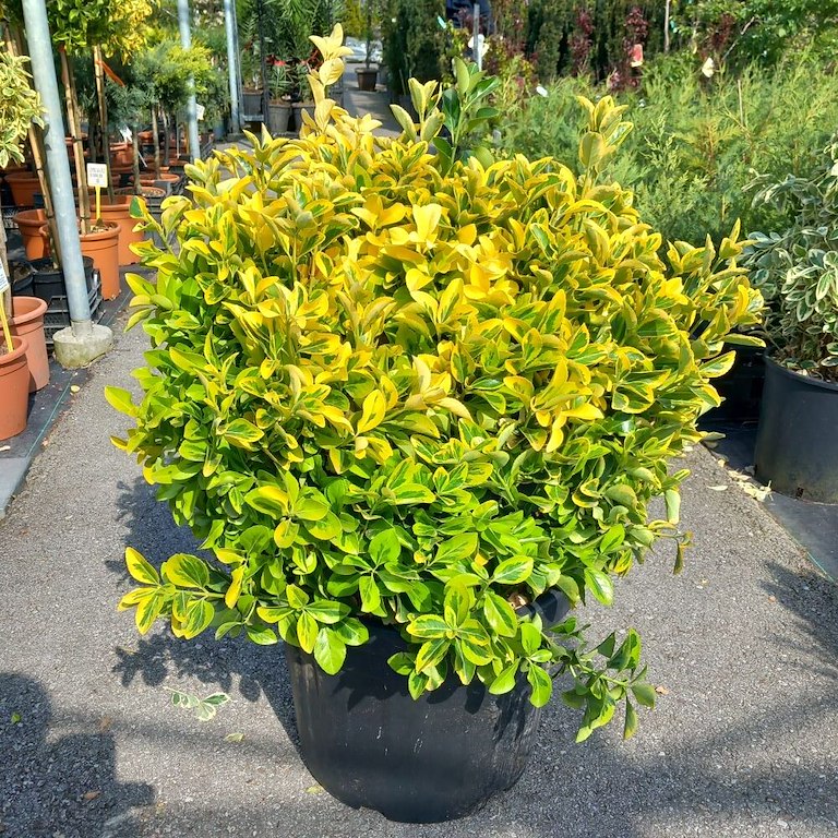 Euonymus elegantissima Aureus 40-50 cm