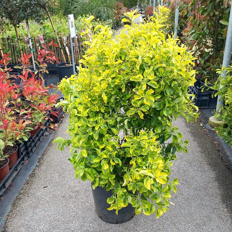 Euonymus elegantissima Aureus 100 – 125 cm