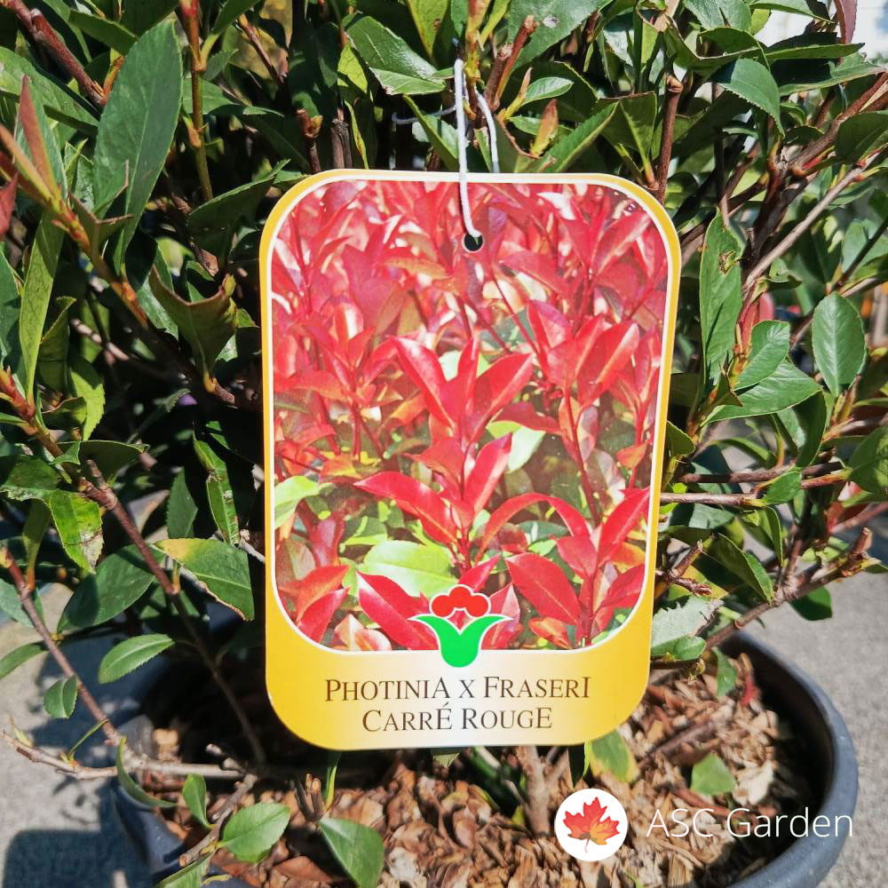 Photinia Carre Rouge 70-80 cm