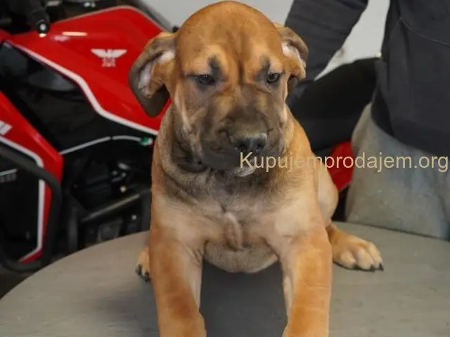 Južnoafrički mastif - Boerboel štenci