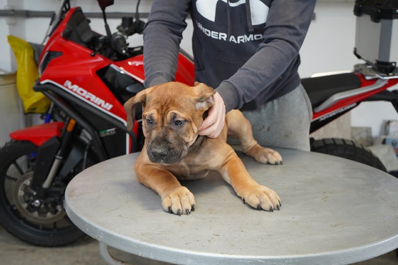 Južnoafrički mastif - Boerboel štenci