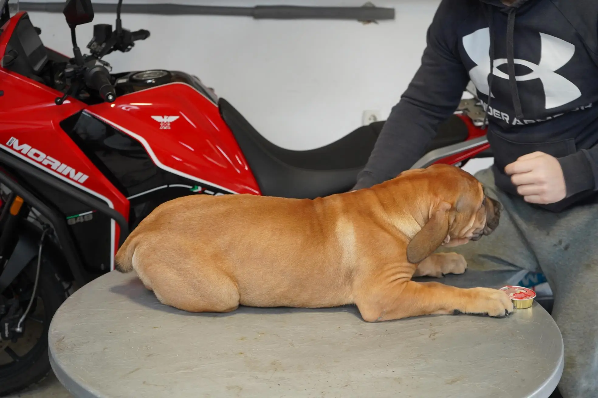 Južnoafrički mastif – Boerboel štenci