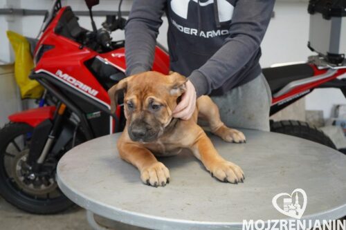 Južnoafrički mastif Boerboel štenci