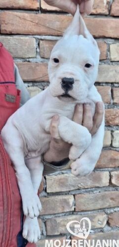 Dogo Argentino stenci