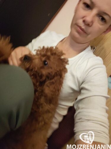 Crvene toy pudle