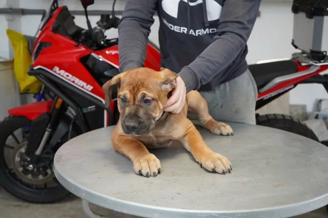Južnoafrički mastif - Boerboel štenci