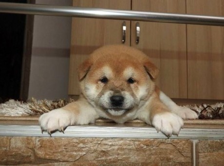 Shiba Inu, TOP štenci