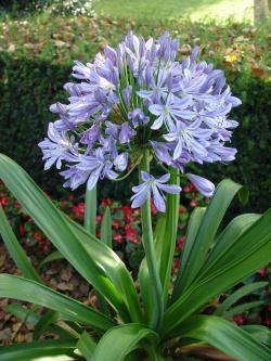 Agapanthus blue– Afrički ljiljan