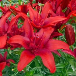Ljiljan-Lilium Double Asiatic Red Twins