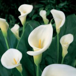 Kala-Calla White