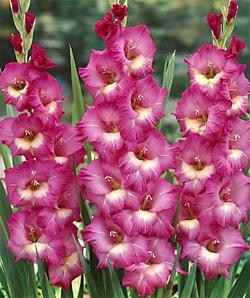 Gladiolus Wind Song