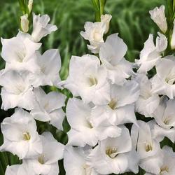 Gladiolus White Prosperity